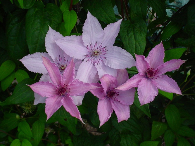Semperflorens - Prezentare - Plante de exterior - Liane - Clematis